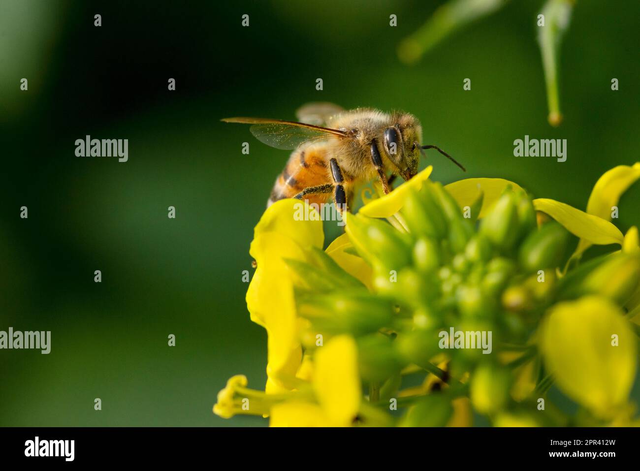 Bee Gathering Pollen on Mustard Plants, Sinapis Alba, Flowers Stock ...