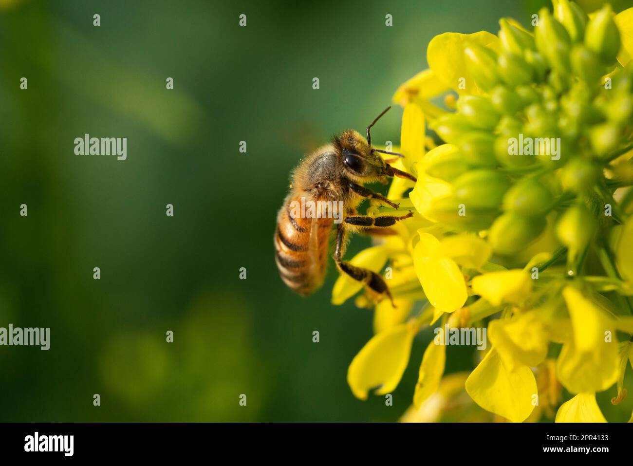 Bee Gathering Pollen on Mustard Plants, Sinapis Alba, Flowers Stock ...