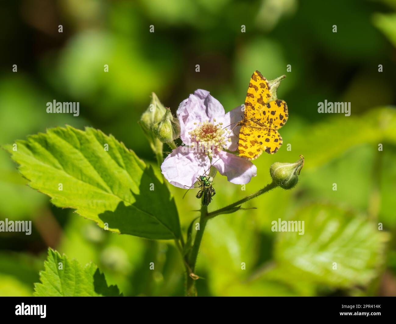 Speckled Yellow Moth Feeding on Bramble Stock Photo - Alamy