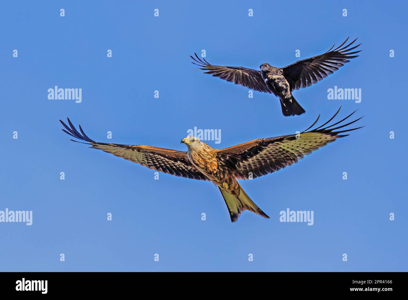 Crows red kites in sky bird fly blue hi-res stock photography and ...