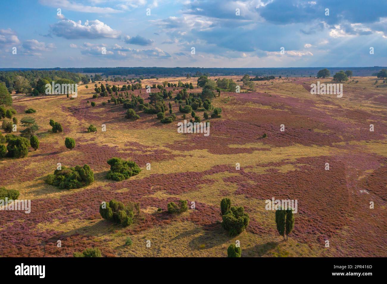 Juniper blooming hi-res stock photography and images - Alamy