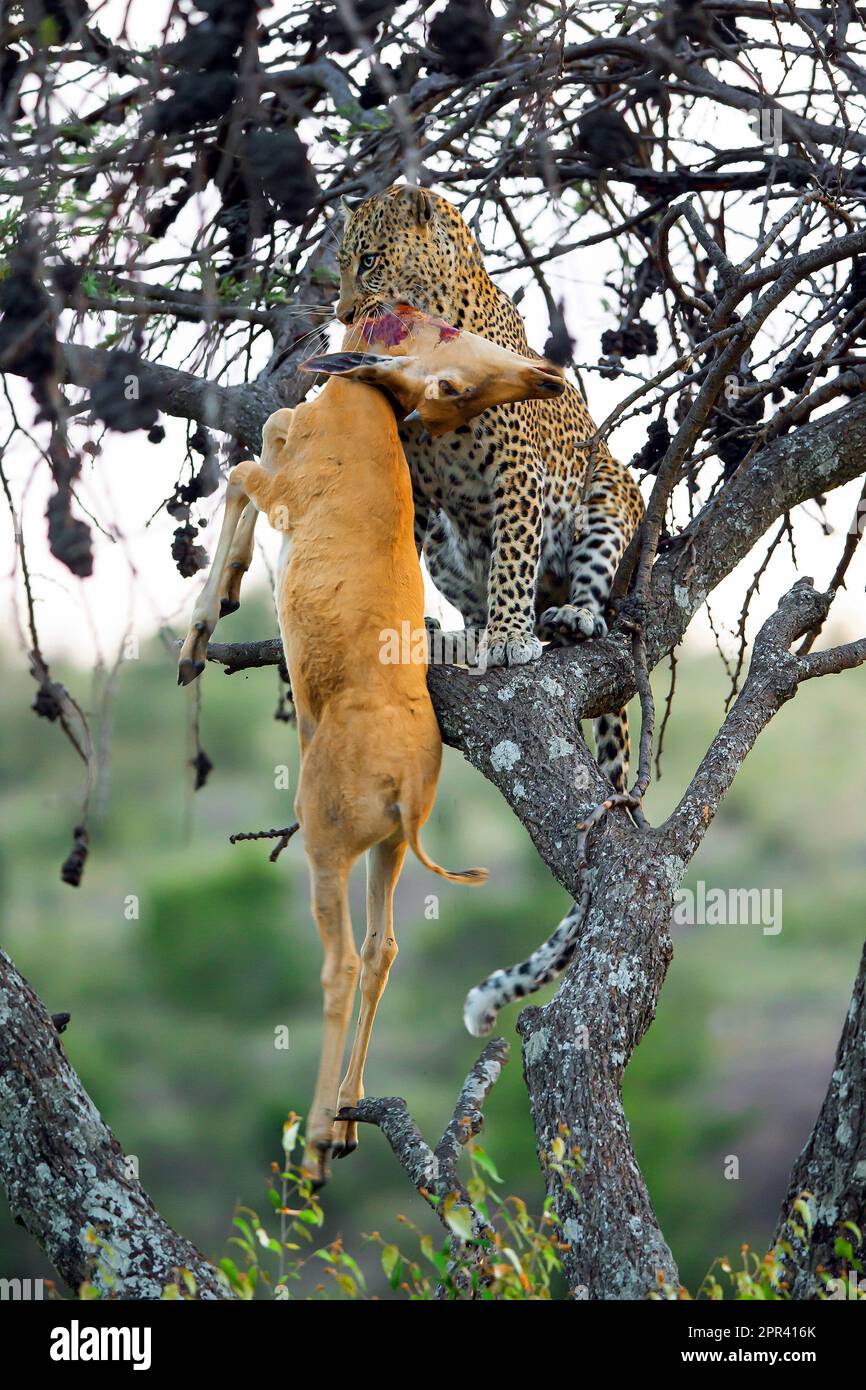 leopard (Panthera pardus), leopardess sitting in a tree with a captured ...