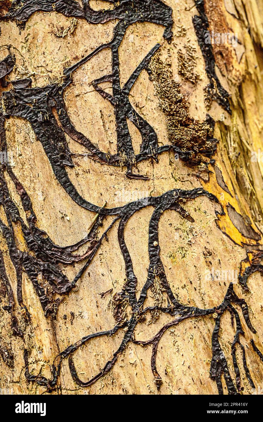 structures of a tree trunk, Germany Stock Photo - Alamy