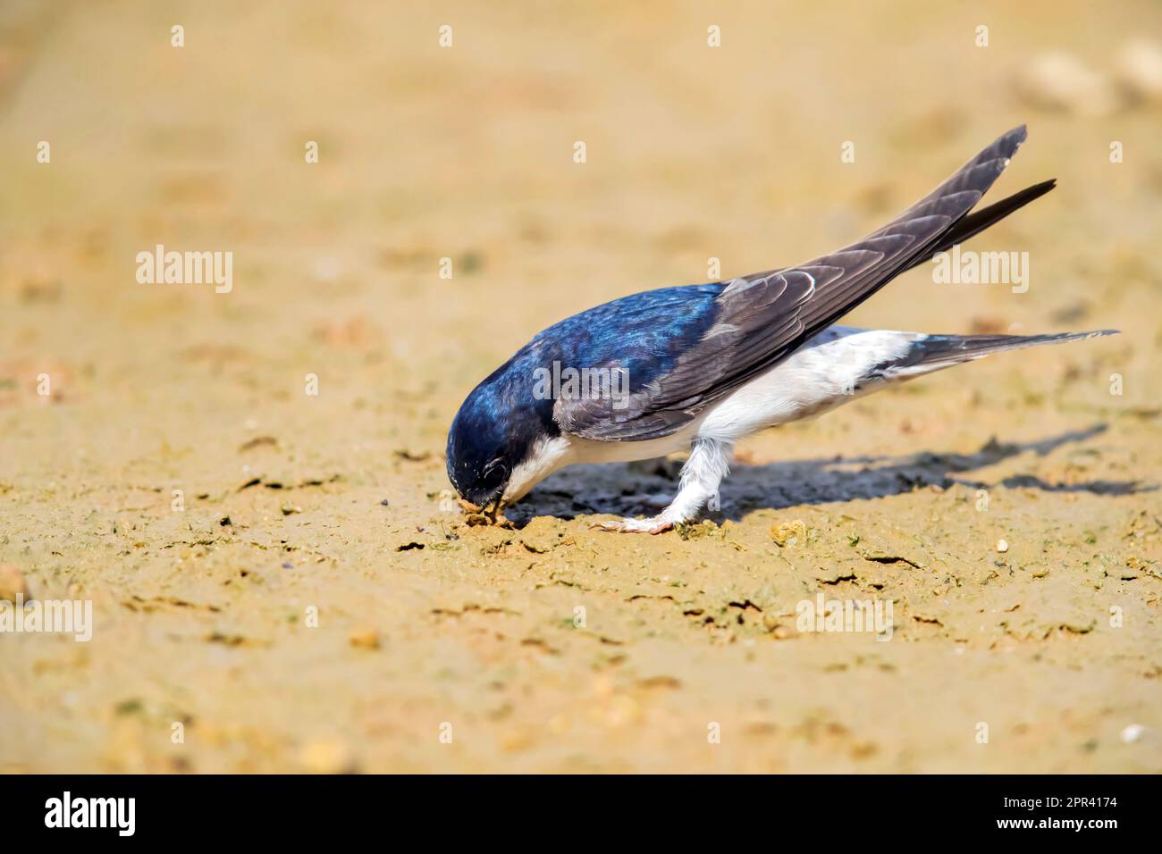 common house martin (Delichon urbica, Delichon urbicum), collecting ...
