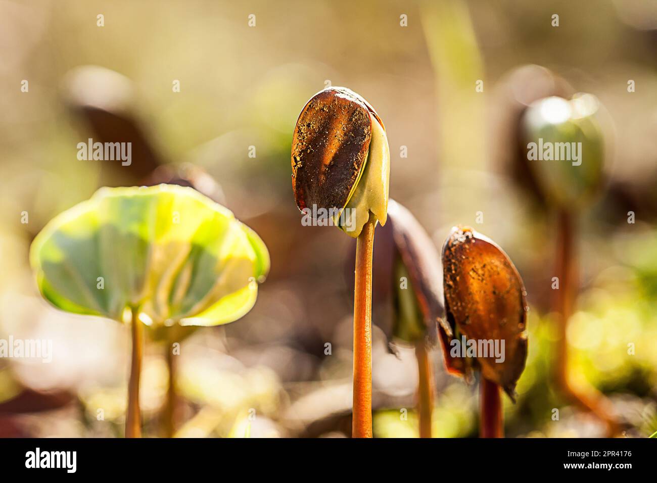 common beech (Fagus sylvatica), seedlings, Germany Stock Photo - Alamy
