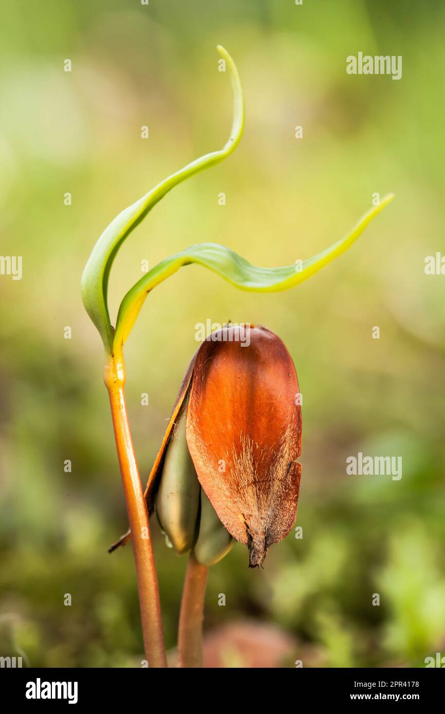 common beech (Fagus sylvatica), seedlings in backlight, a maple ...