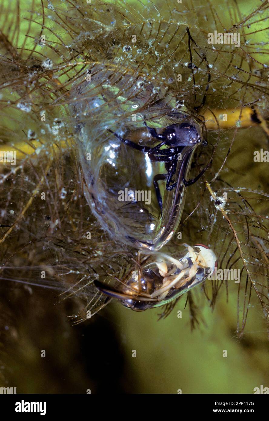European water spider (Argyroneta aquatica), female at the nest, diving ...
