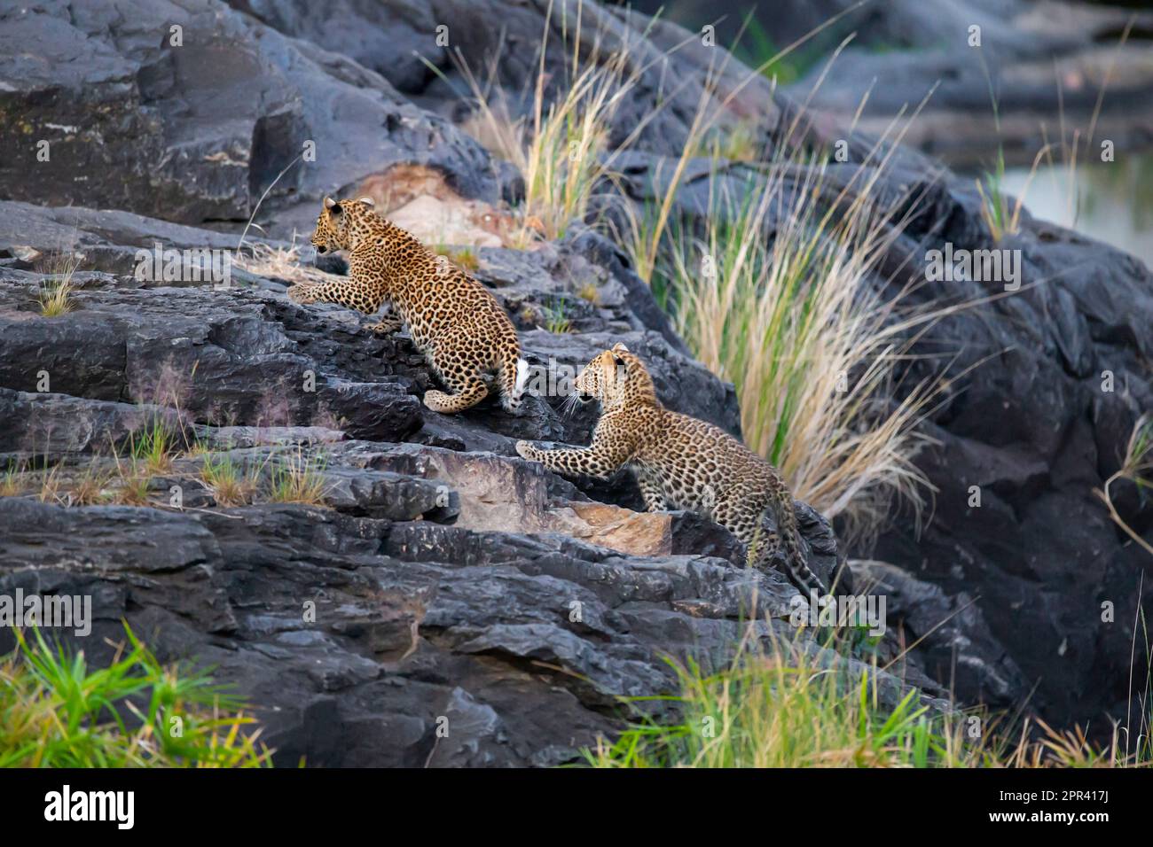 leopard (Panthera pardus), two leopard cubs climbing on a rock, side ...