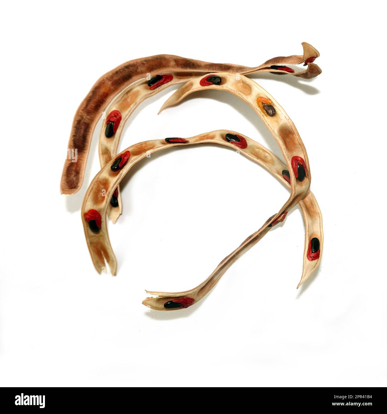 coastal wattle, cyclops wattle, one-eyed wattle, red-eyed wattle ...