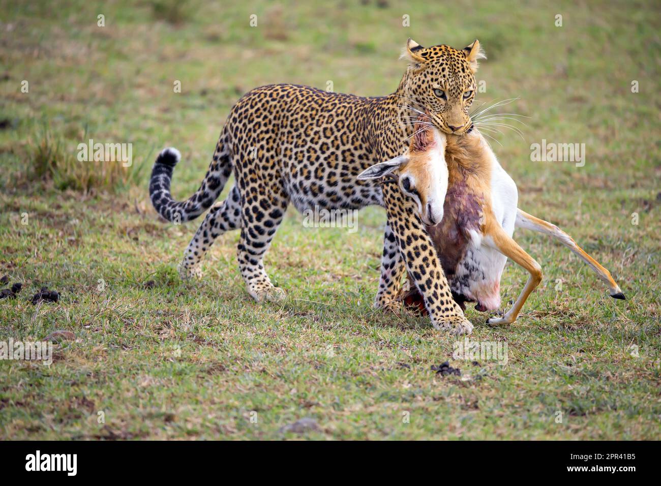 leopard (Panthera pardus), leopardess with an antelope in her mouth as ...