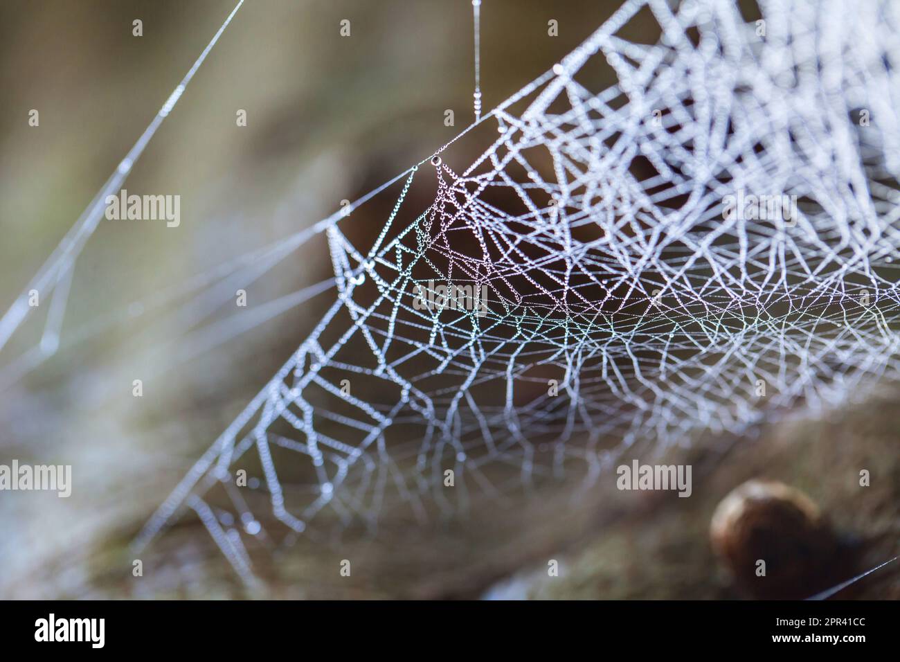 spider web with morning dew, detail, Germany Stock Photo - Alamy