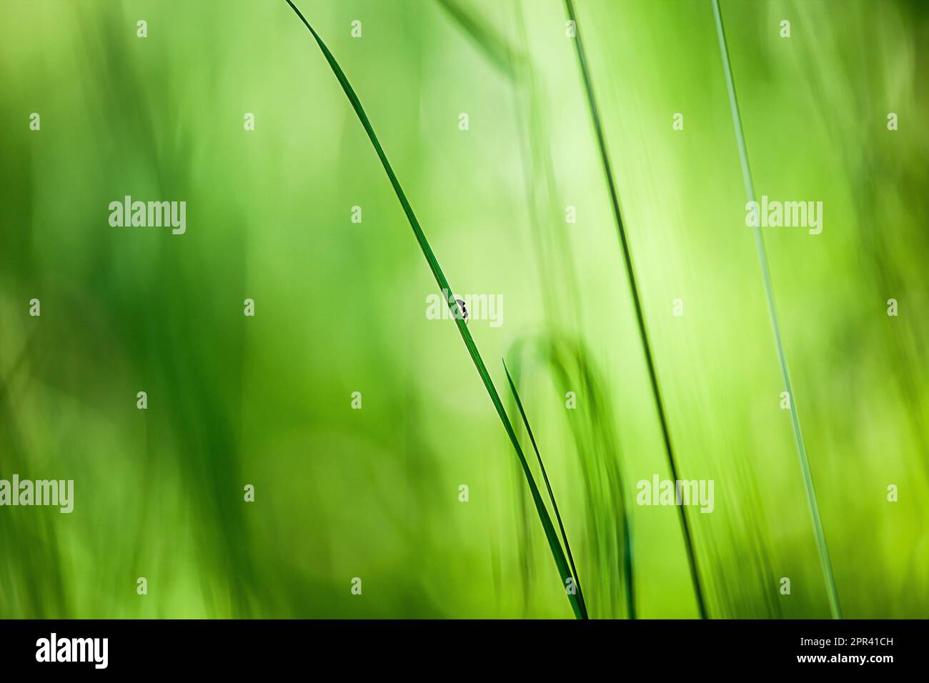 ant walking on grass, Germany Stock Photo - Alamy