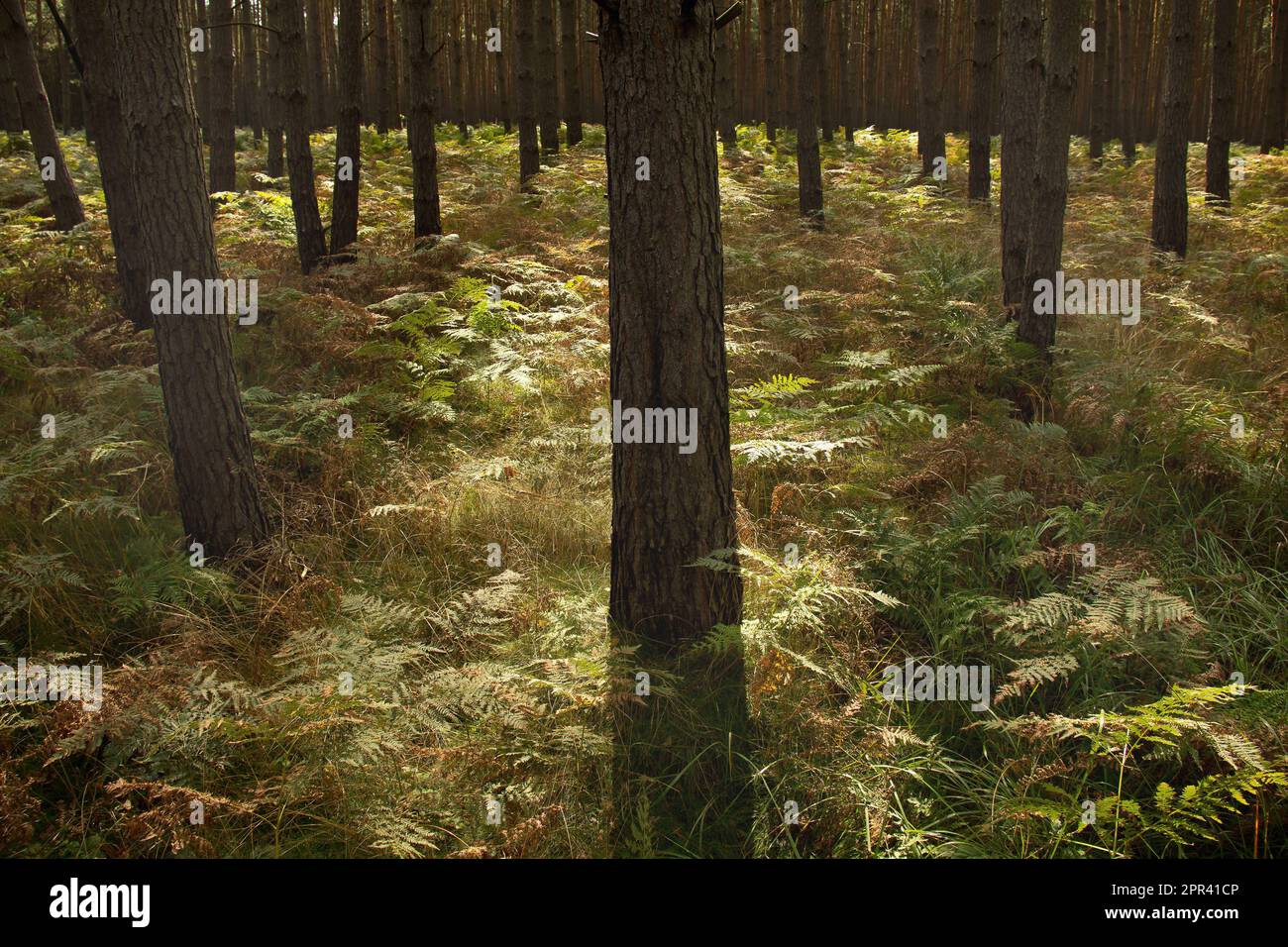 bracken fern (Pteridium aquilinum), autum forest with bracken fern ...