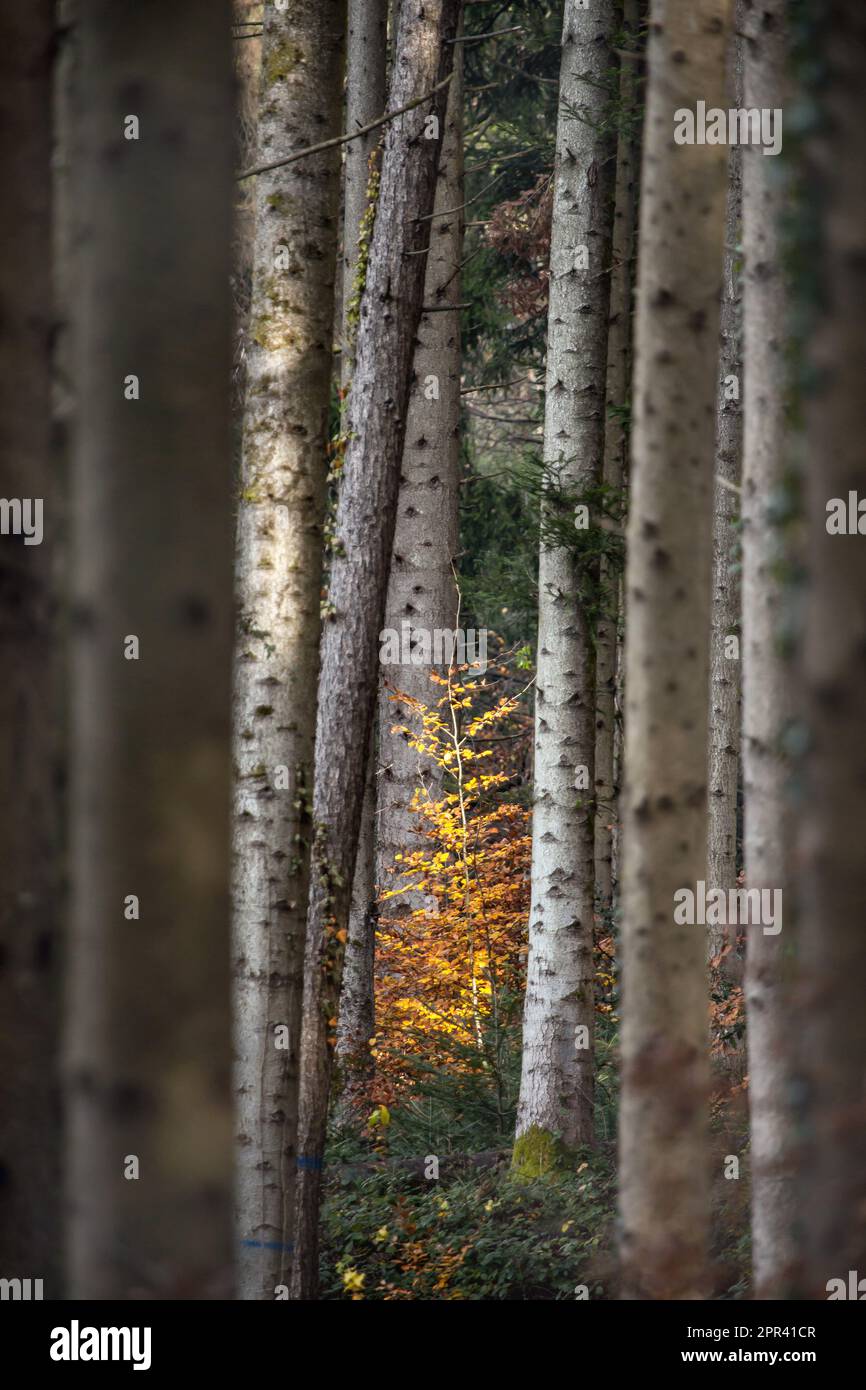 Picea de noruega hi-res stock photography and images - Alamy