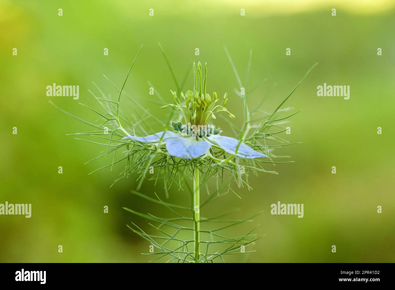 devil-in-the-bush, love-in-a-mist (Nigella damascena), flower, side view Stock Photo - Alamy