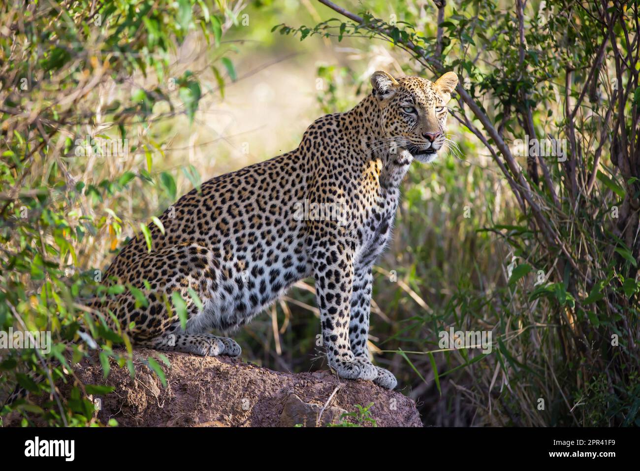 leopard (Panthera pardus), leopardess sitting in a bush and looking out ...