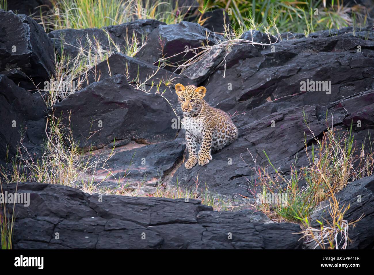 leopard (Panthera pardus), leopard cub sitting alone on a rock, Kenya ...