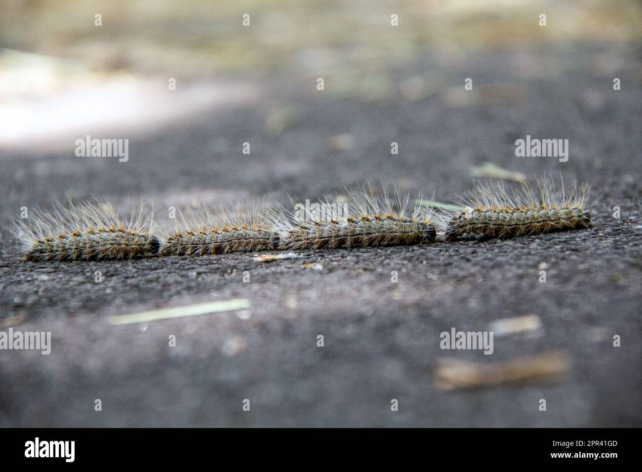 oak processionary moth (Thaumetopoea processionea), caterpillar ...