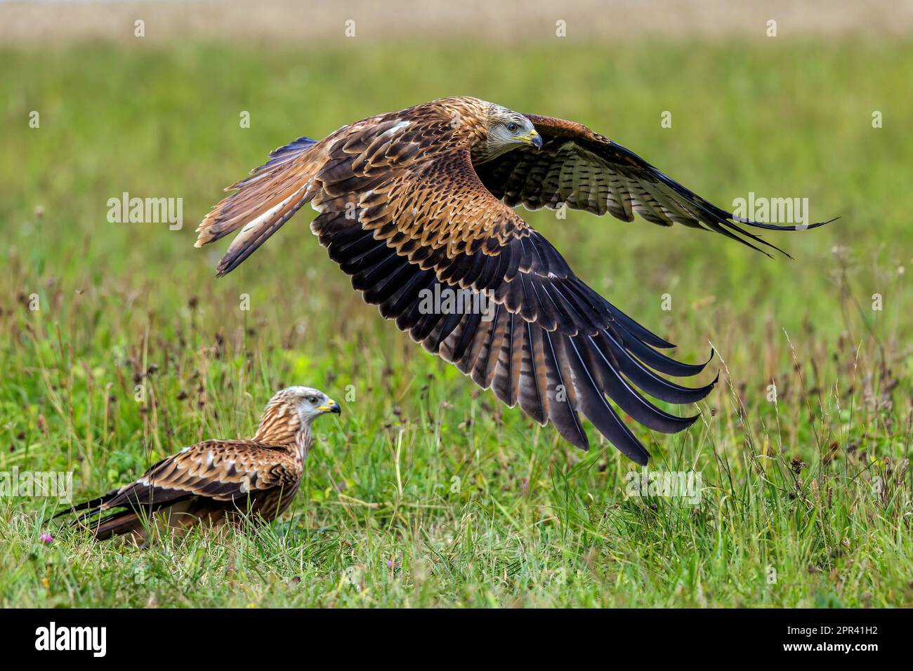 red kite (Milvus milvus), couple in a meadow taking off for flight ...