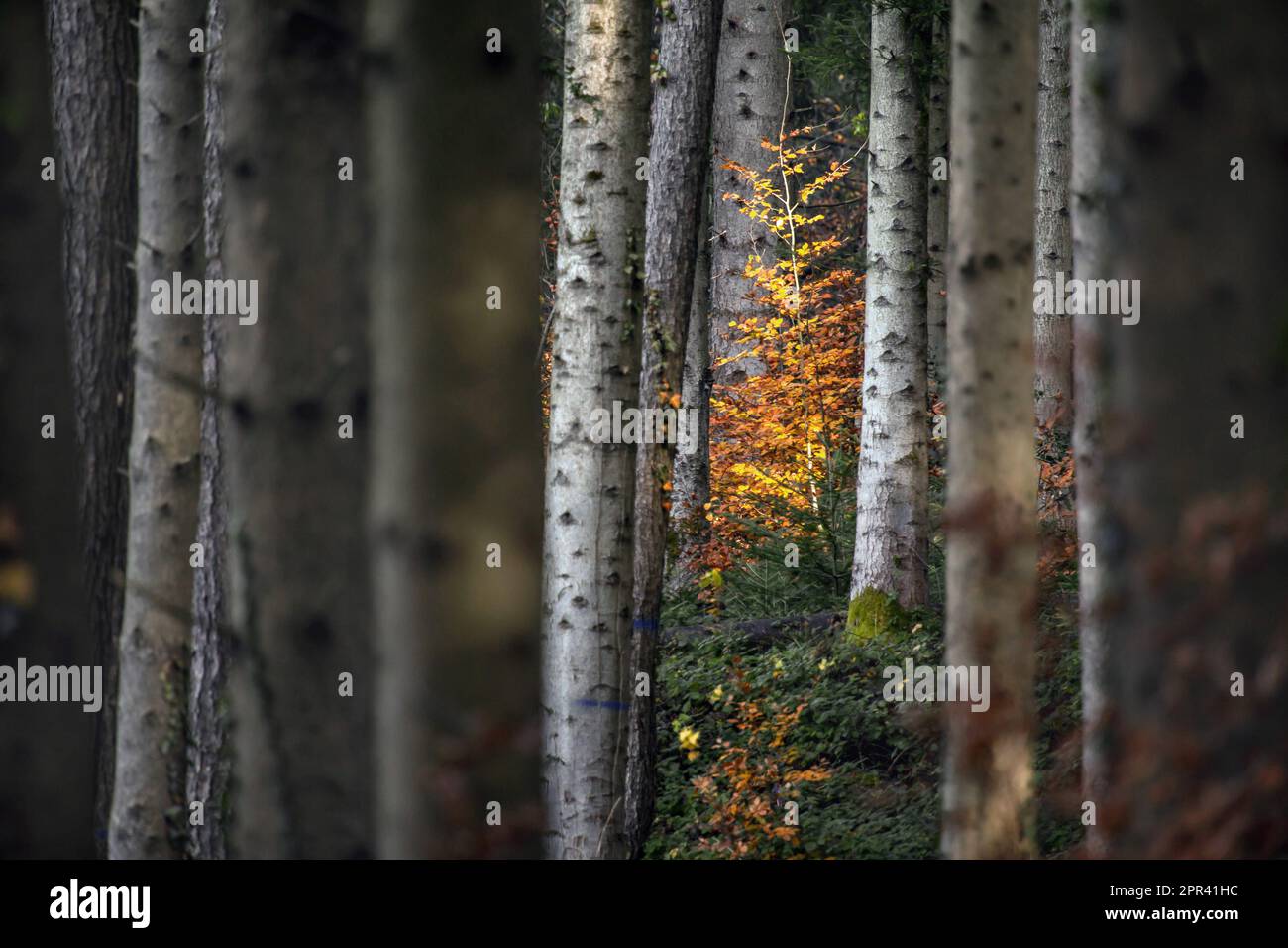 Norway spruce (Picea abies), trunks in a forest in autumn, Germany ...