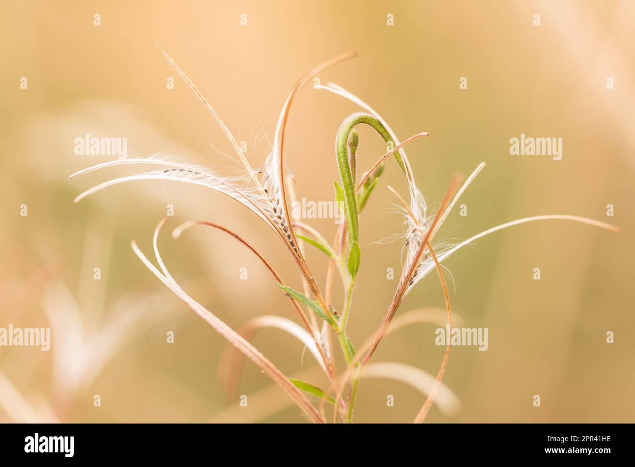 willow-herb, willow-weed (Epilobium spec.), open fruits with seeds ...