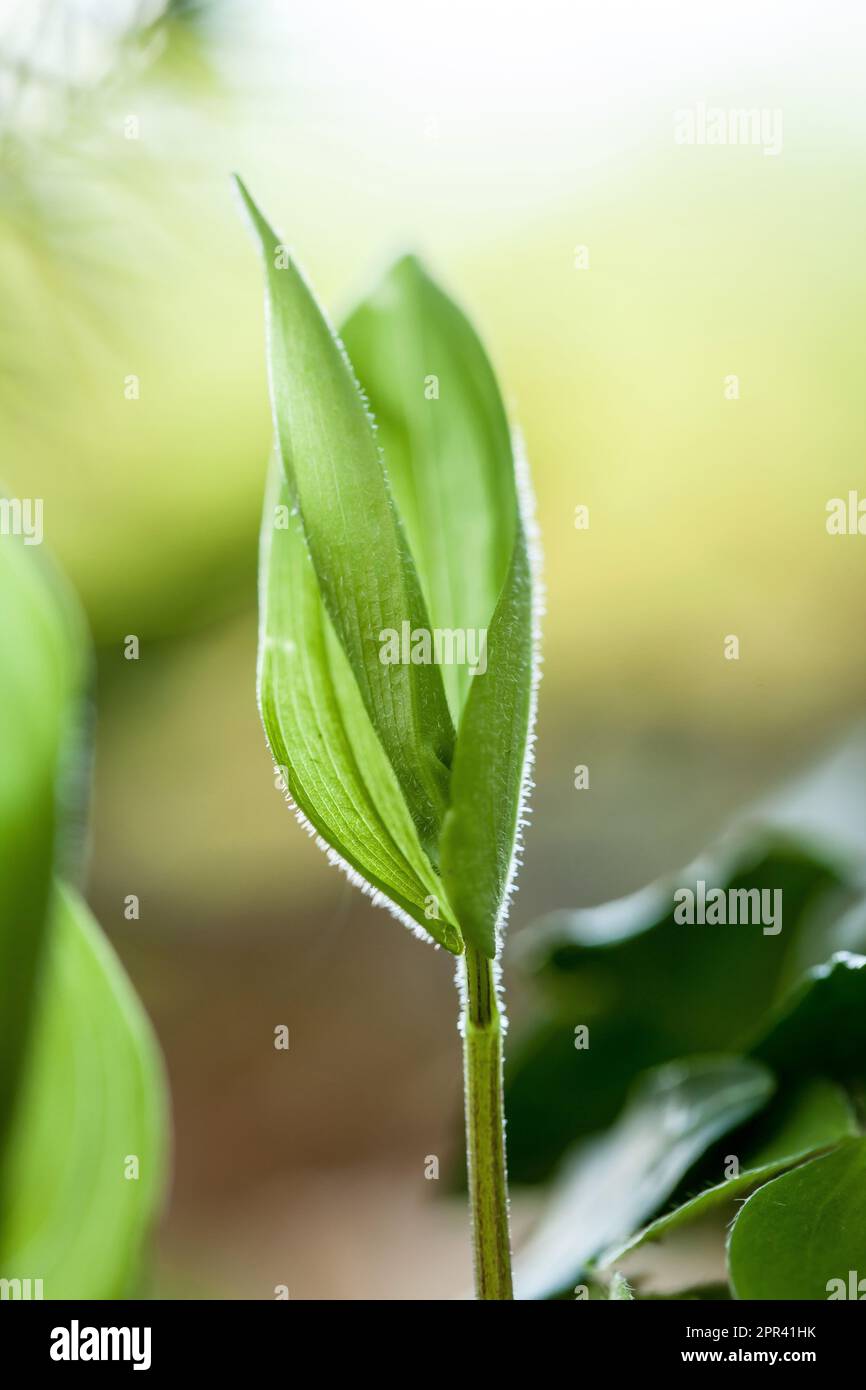 may lily (Maianthemum bifolium), developing leaves, Germany Stock Photo ...