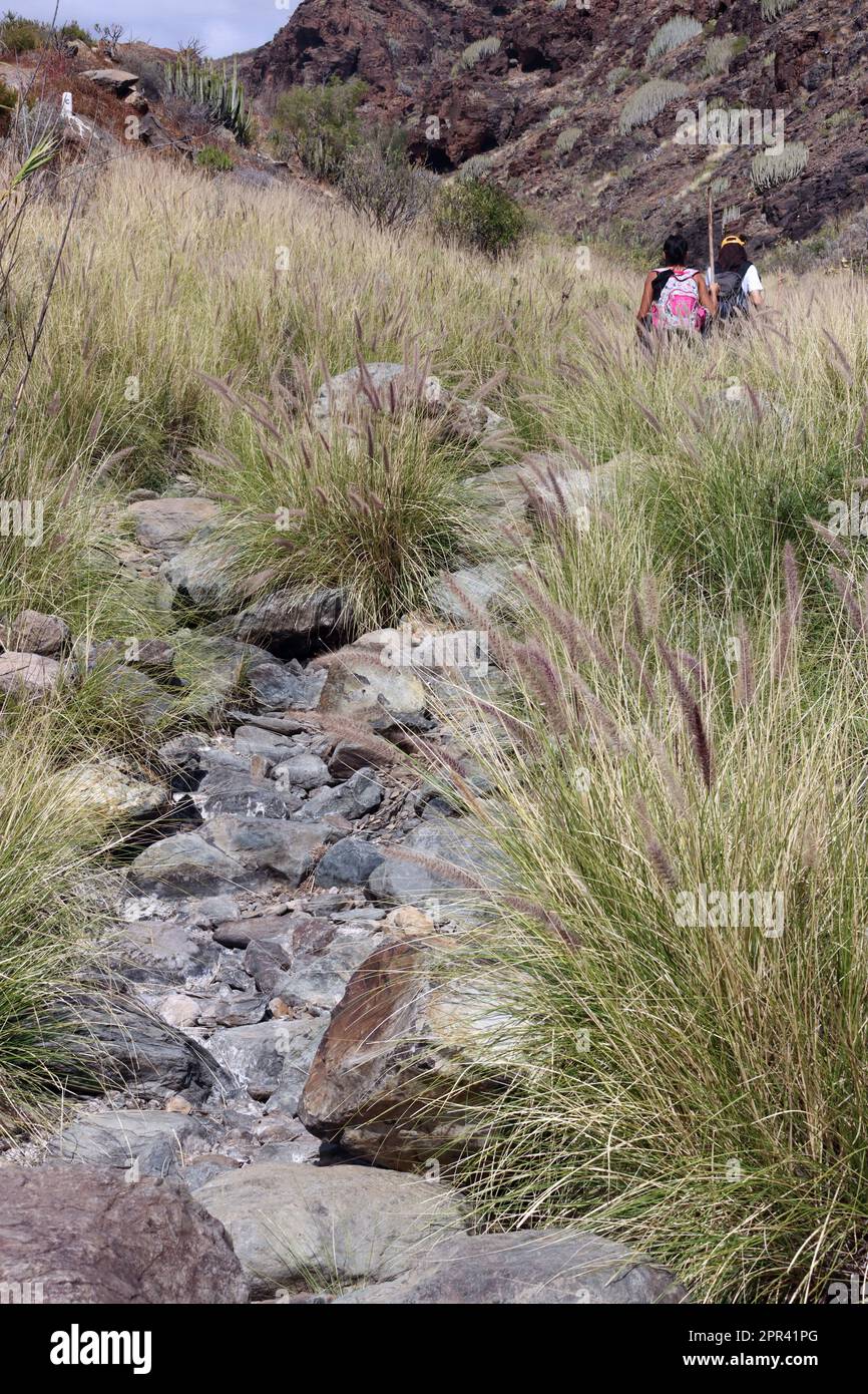 rocky hiking trail in the Barranco de los Guinchos, Canary Islands ...
