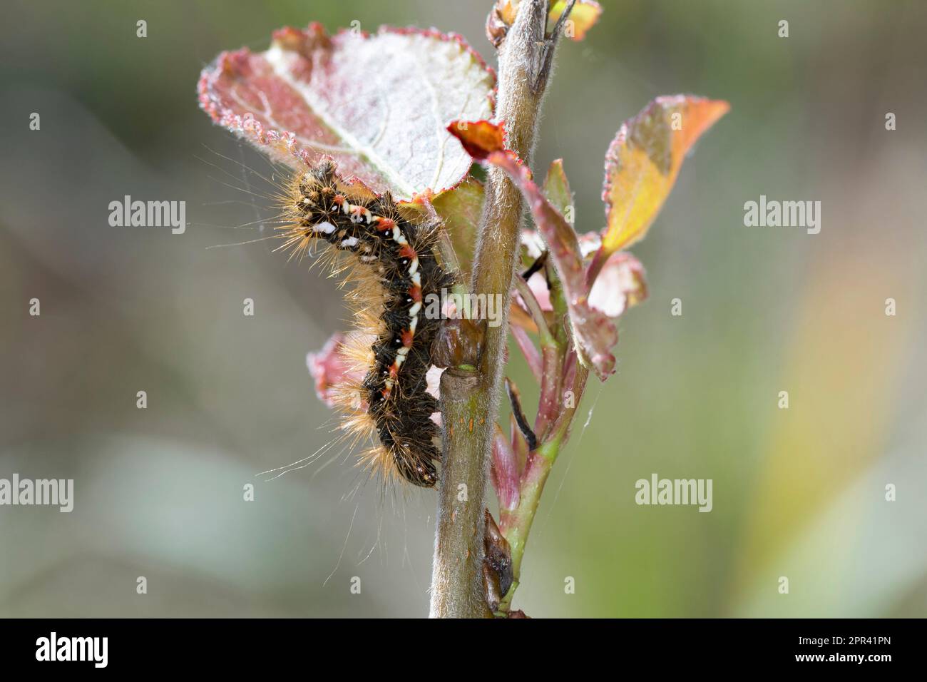 knot grass moth (Acronicta rumicis, Viminia rumicis, Acronycta salicis ...
