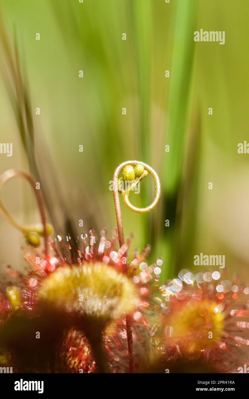 round-leaved sundew, roundleaf sundew (Drosera rotundifolia ...
