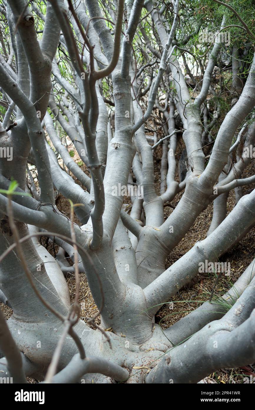 balsam spurge (Euphorbia balsamifera), branches, Canary Islands, Gran ...