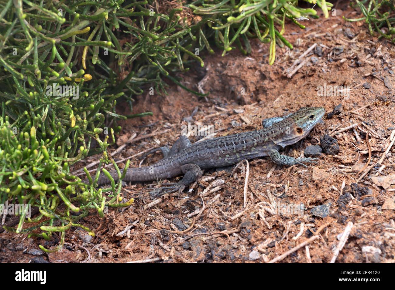 Giant Canary Island Lizard (Gallotia stehlini), on the ground, side ...