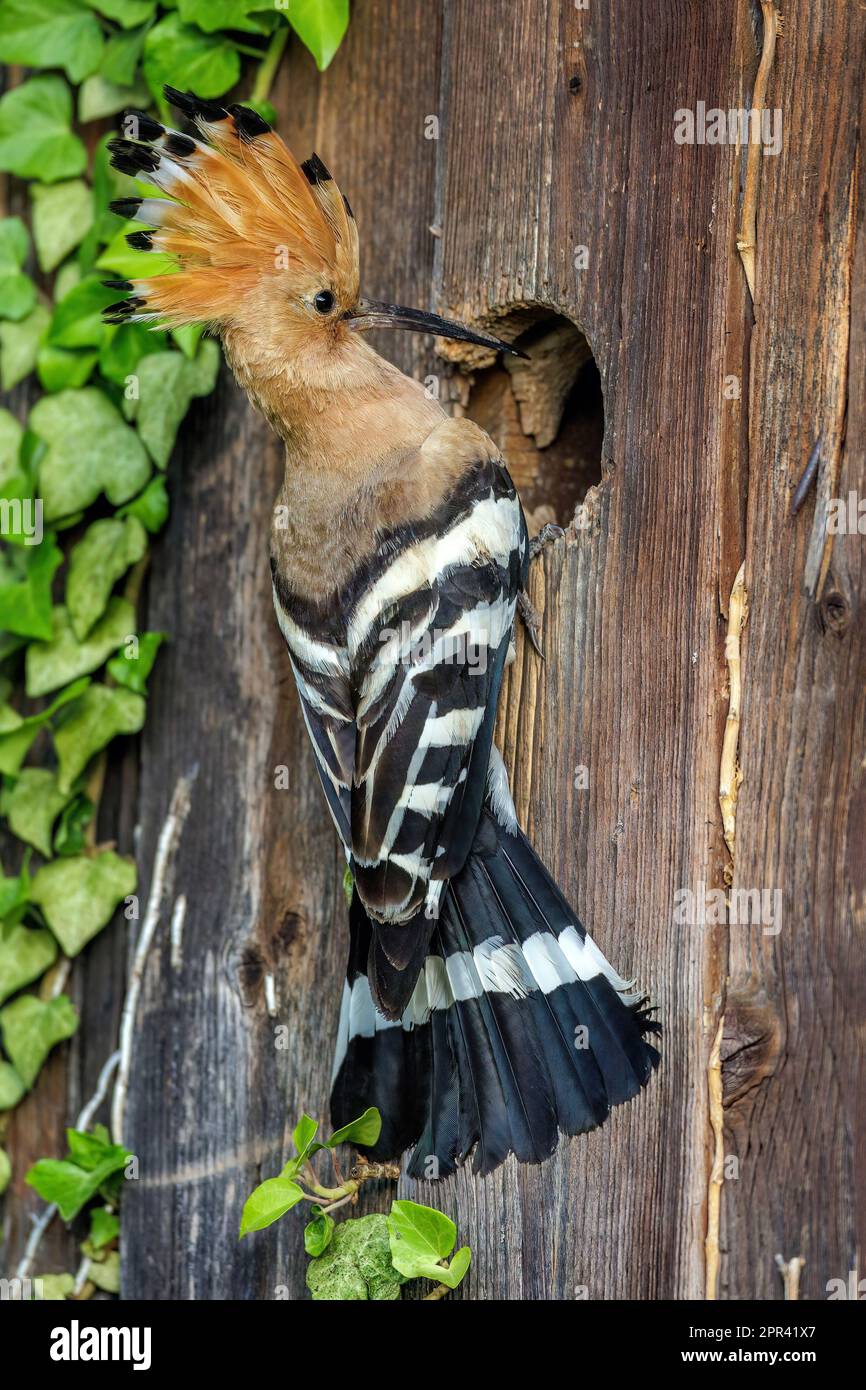 hoopoe (Upupa epops), feeding young bird at the nest box, side view ...