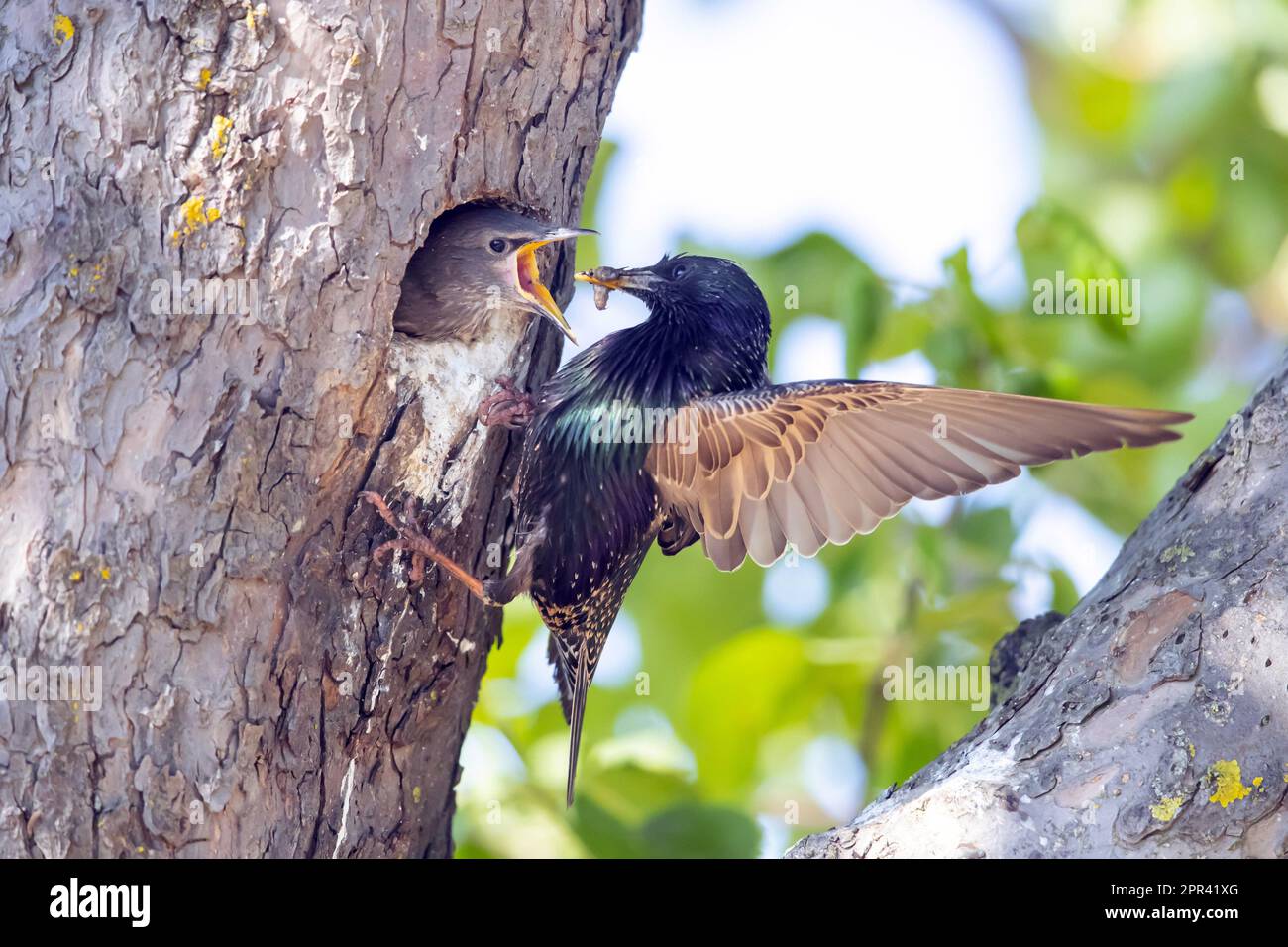 common starling (Sturnus vulgaris), feeding young bird at the nesting ...