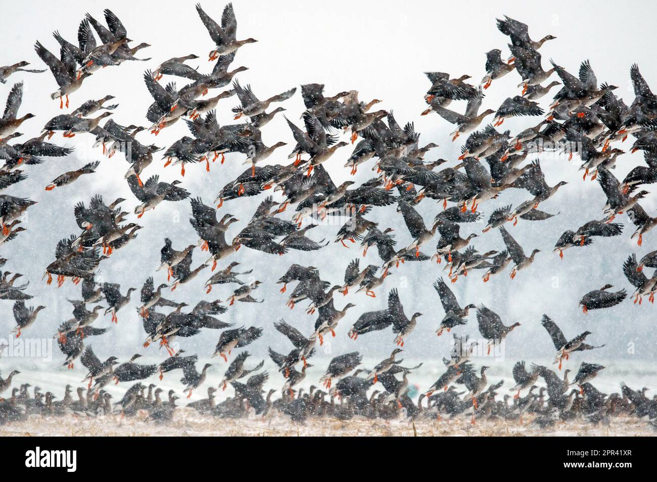 Bean Goose, Taiga Bean Goose (Anser fabalis), flying up flock of geese ...
