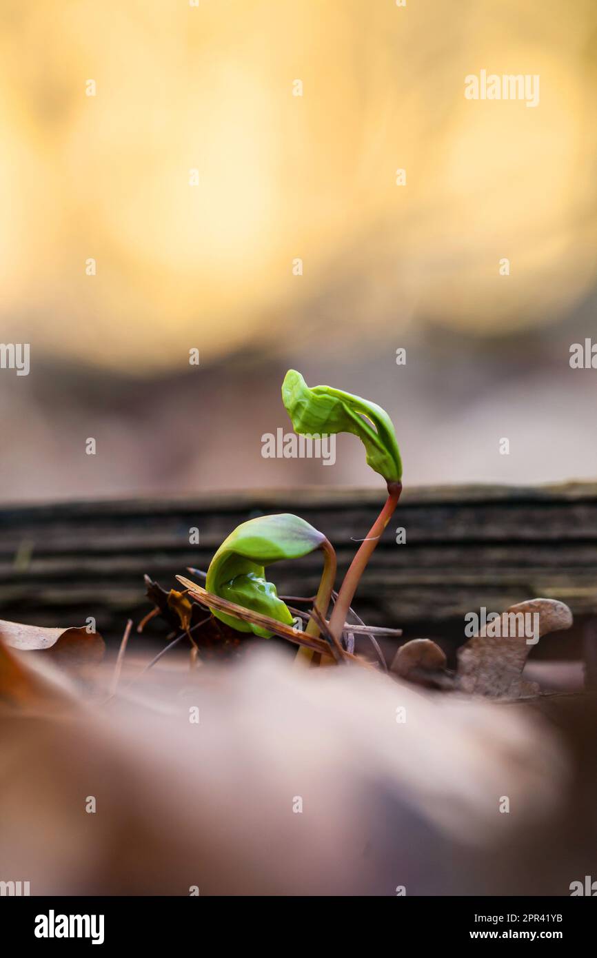 sycamore maple, great maple (Acer pseudoplatanus), seedling, Germany ... sycamore maple, great maple (Acer pseudoplatanus), seedling, Germany ...
