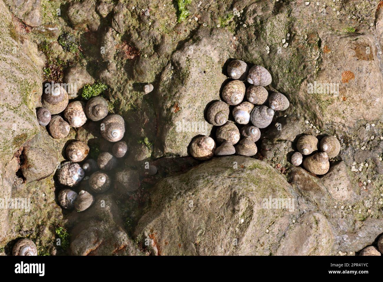 Turbinate Monodont (Phorcus turbinatus), at coast, Canary Islands, Gran ...