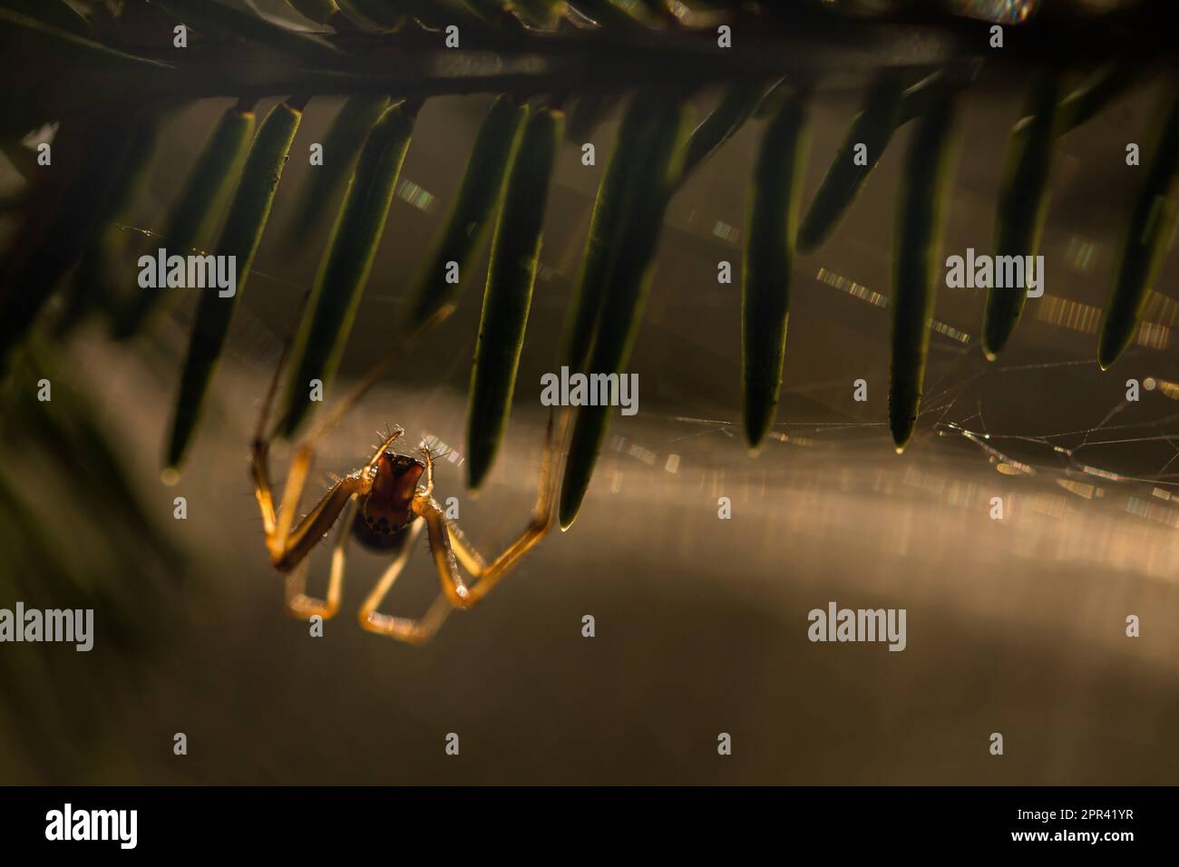 Spider light hi-res stock photography and images - Alamy