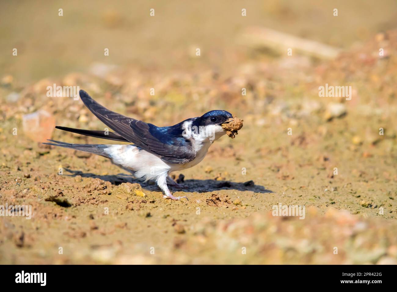 common house martin (Delichon urbica, Delichon urbicum), with moist ...