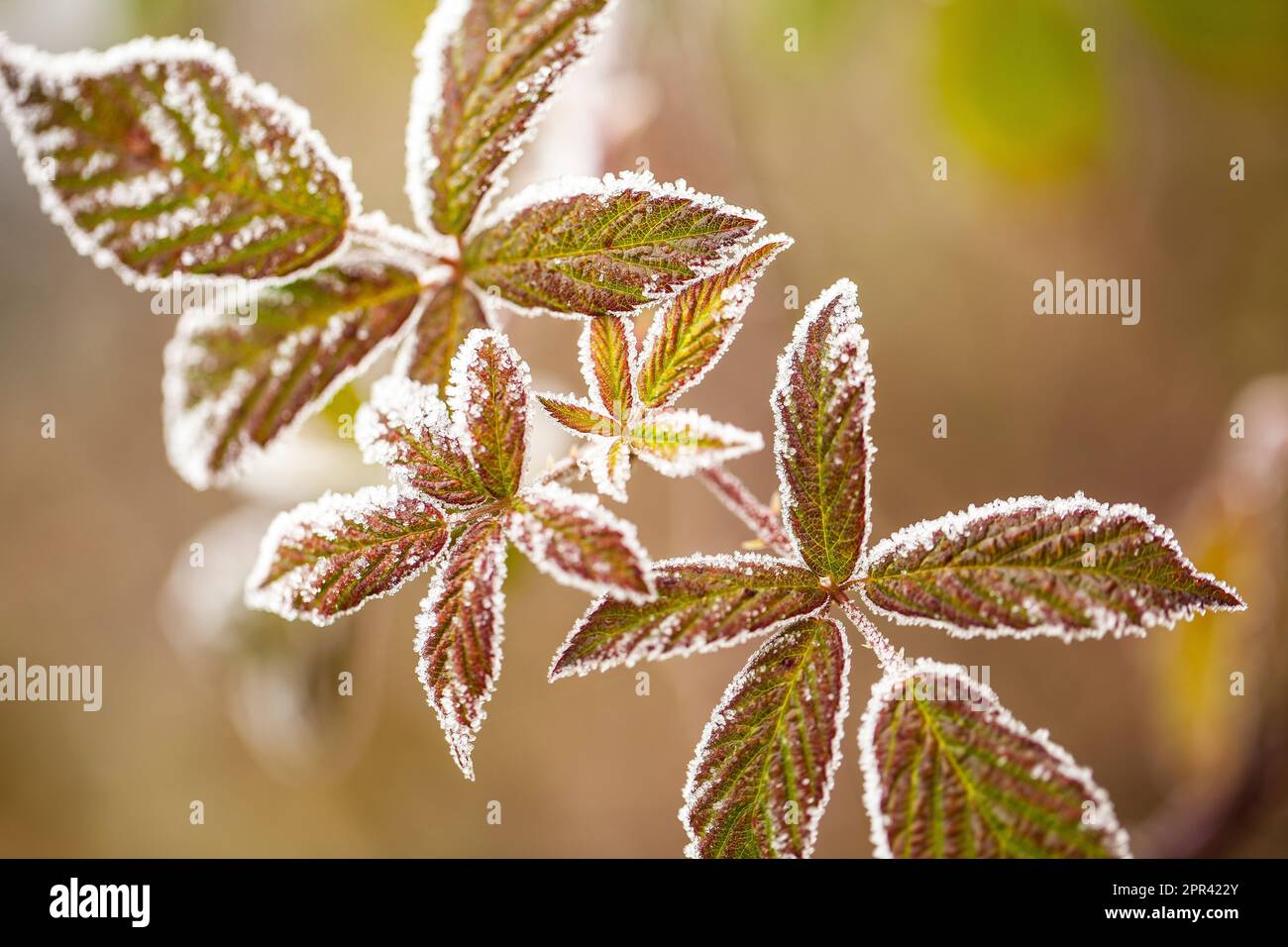 shrubby blackberry (Rubus fruticosus agg.), leaves with hoarfrost ...