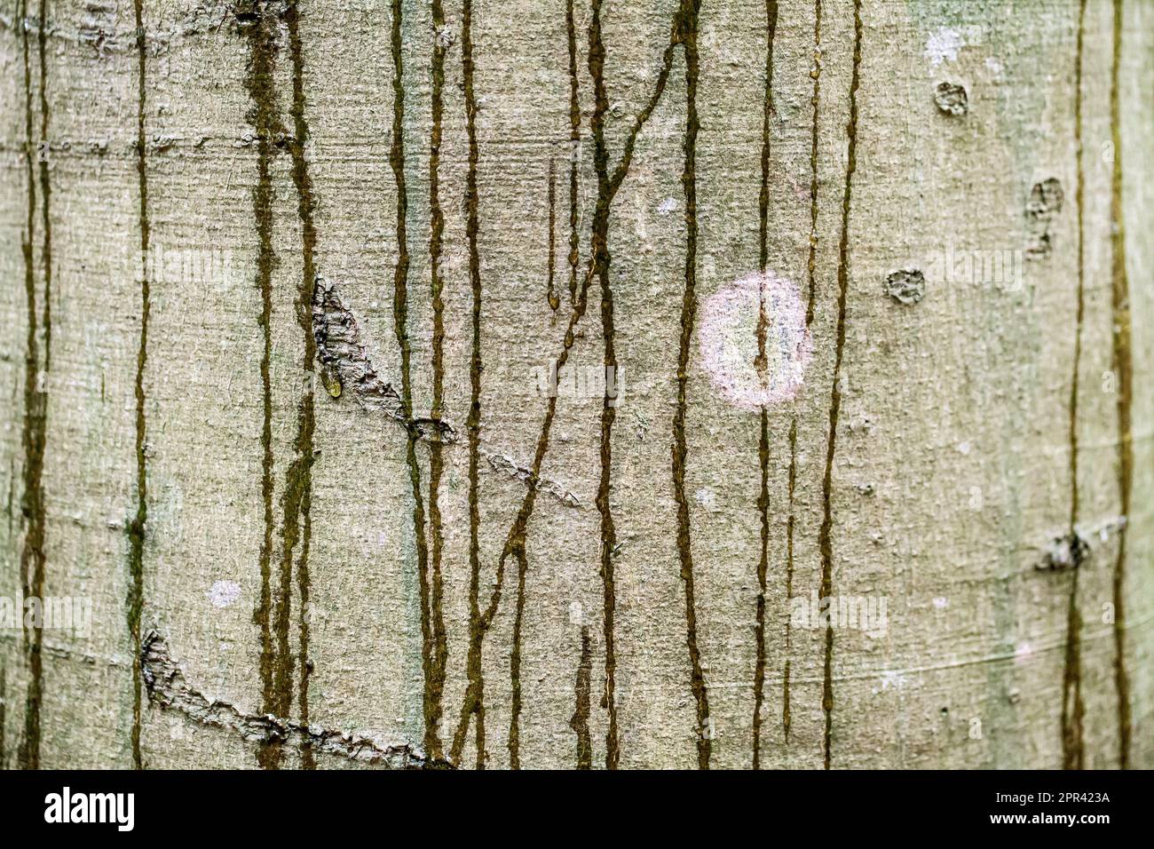 rain streaming along a trunk, Germany Stock Photo - Alamy