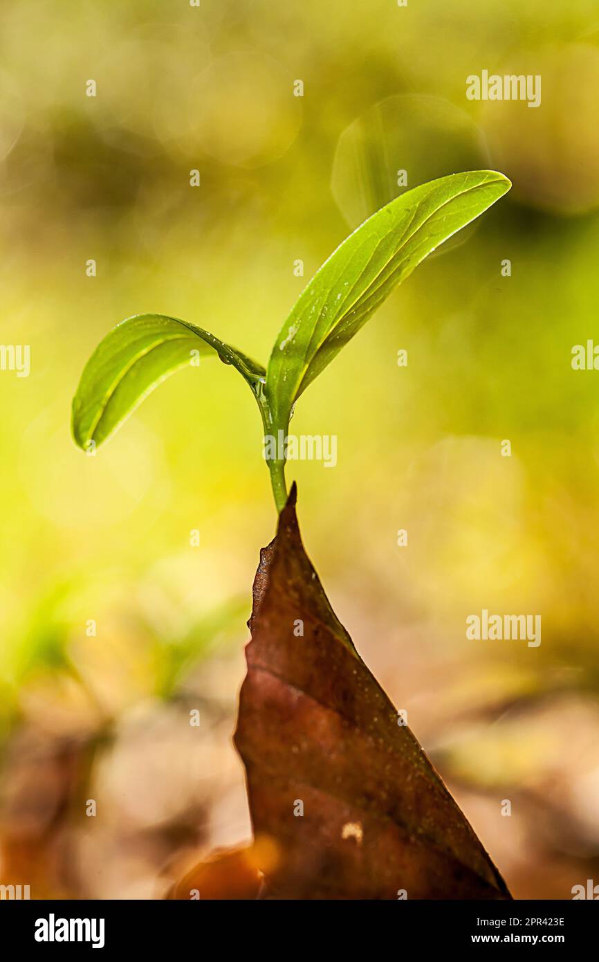 sycamore maple, great maple (Acer pseudoplatanus), seedling encoveres ...