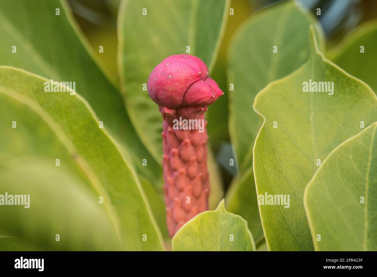 magnolia (Magnolia spec.), fruit Stock Photo - Alamy