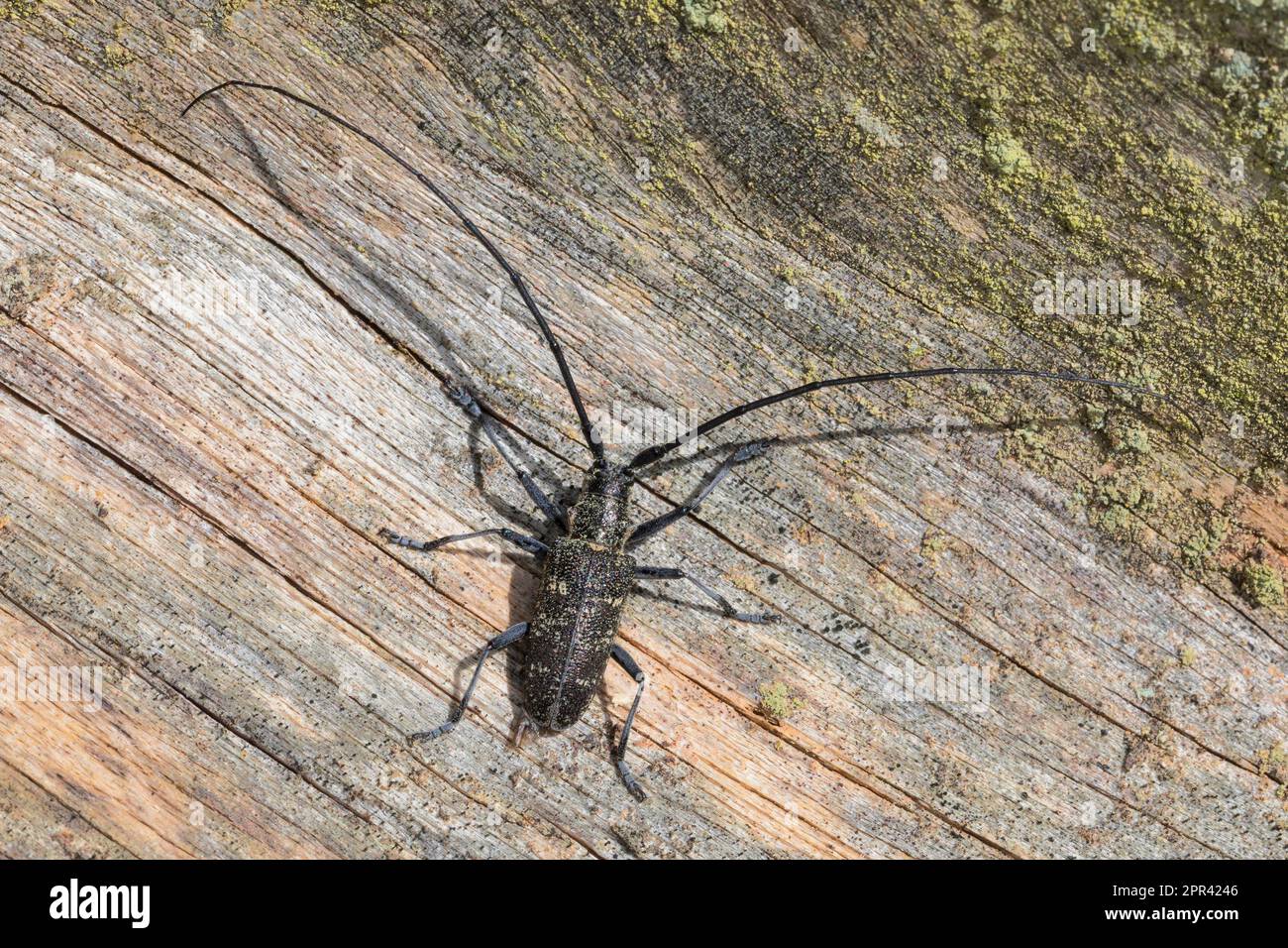 Long horned beetle monochamus hi-res stock photography and images - Alamy