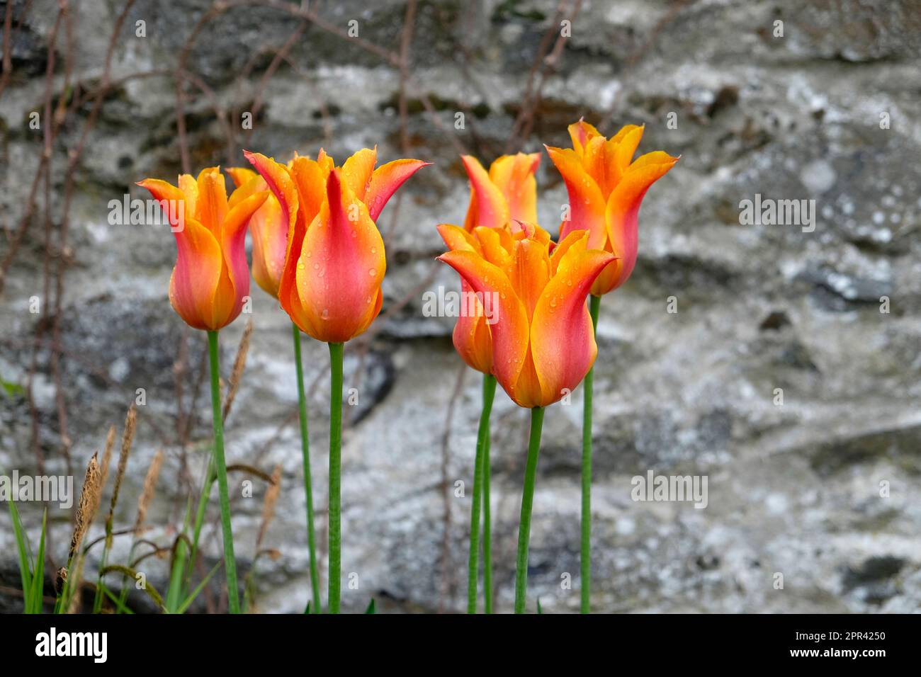 Orange tulips blooming in April spring flowers against a stone wall ...