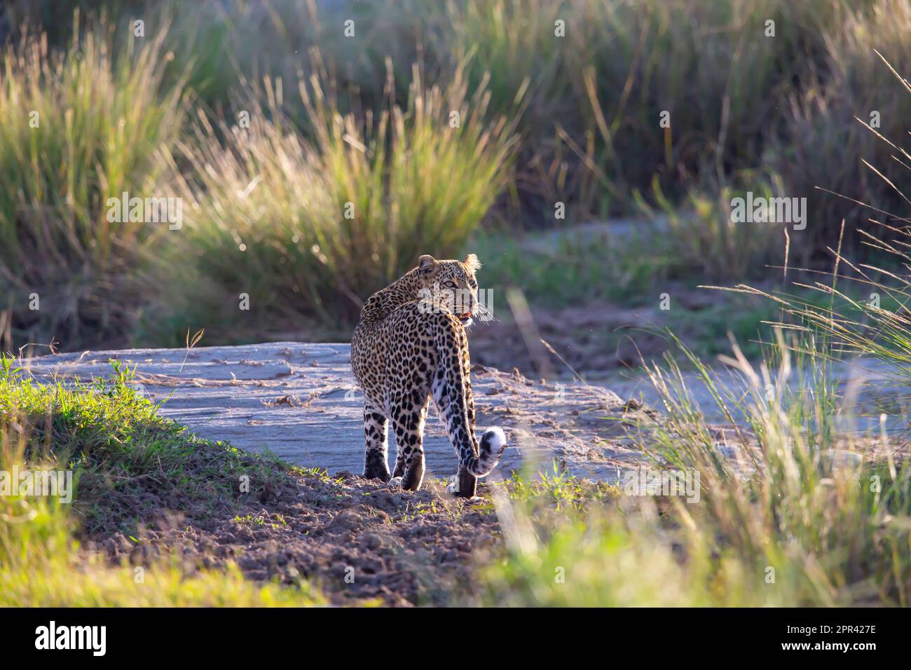 leopard (Panthera pardus), leopardess looking around her territory ...