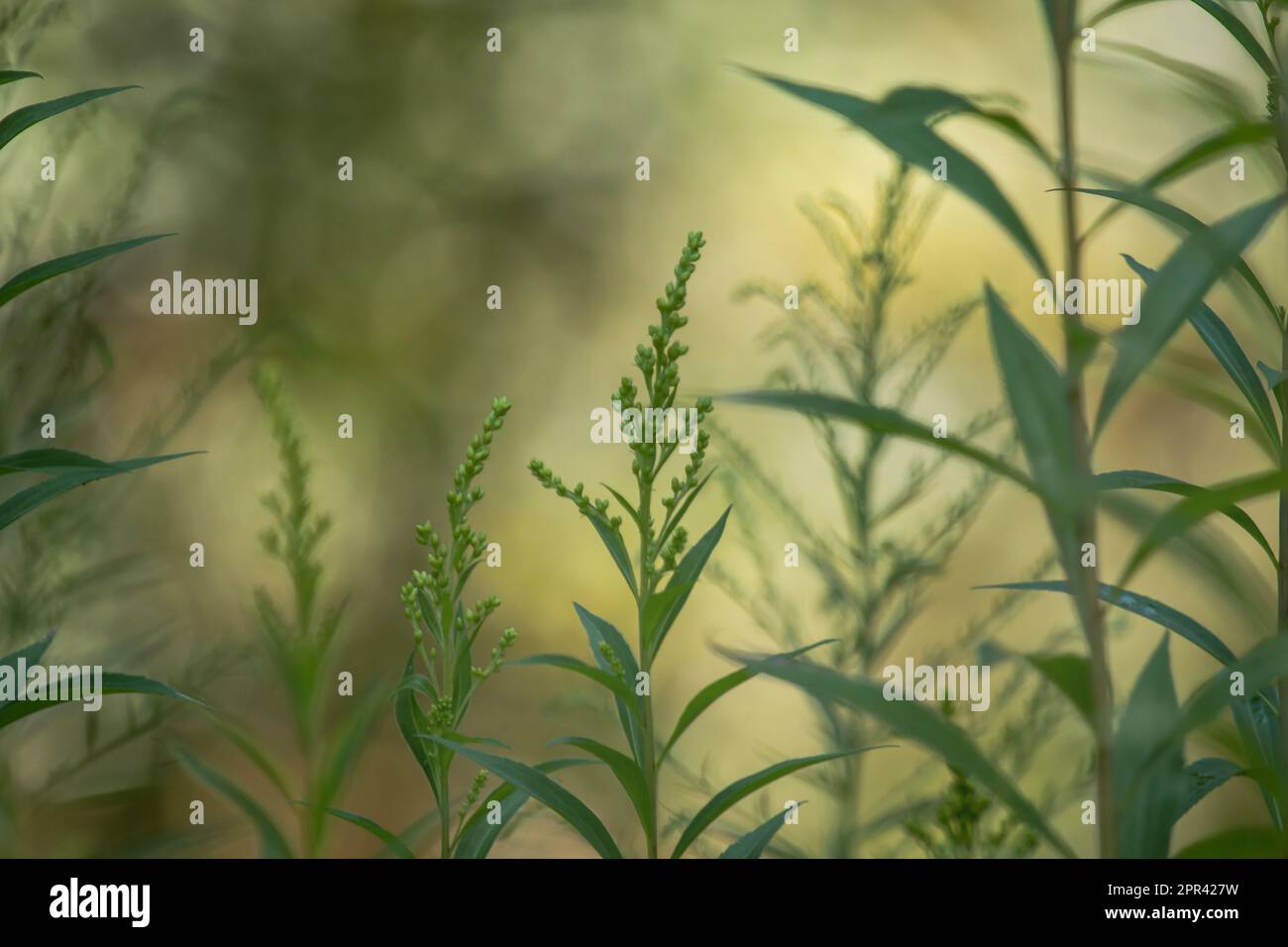 early golden-rod, late goldenrod, smooth goldenrod, smooth three-ribbed ...