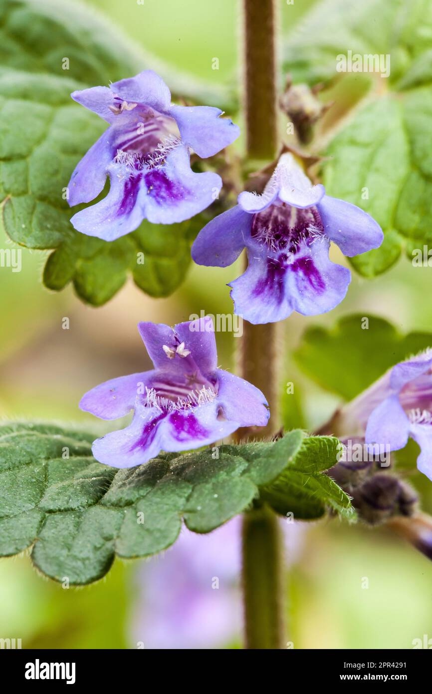 gill-over-the-ground, ground ivy (Glechoma hederacea), flowers, Germany ...