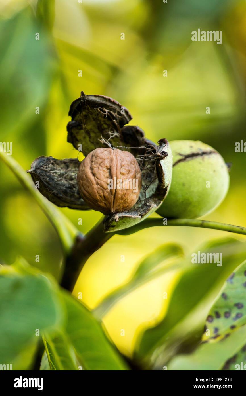 walnut (Juglans regia), nuts in open husk on a the tree, Germany Stock ...