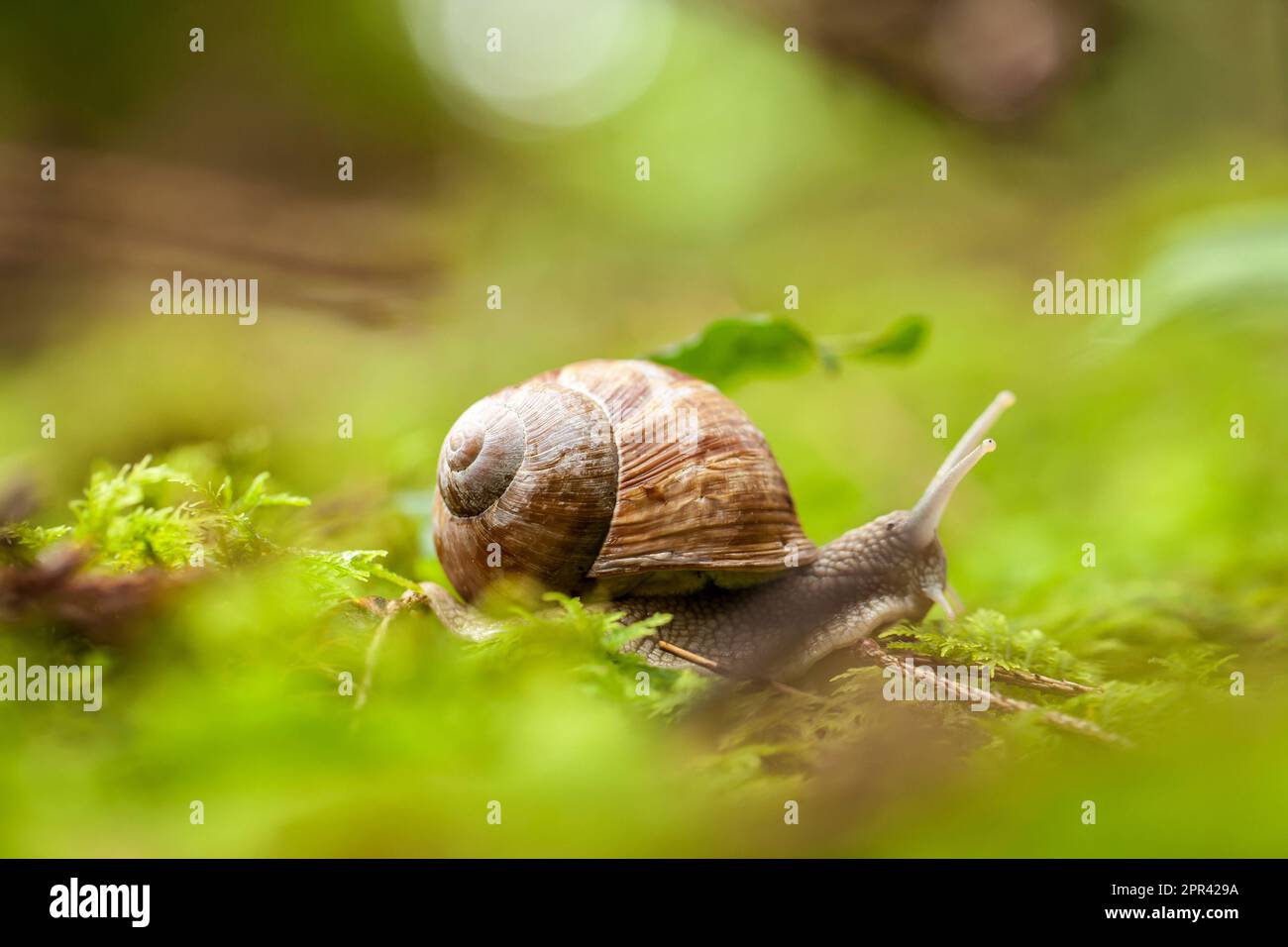 Roman snail, escargot, escargot snail, edible snail, apple snail ...