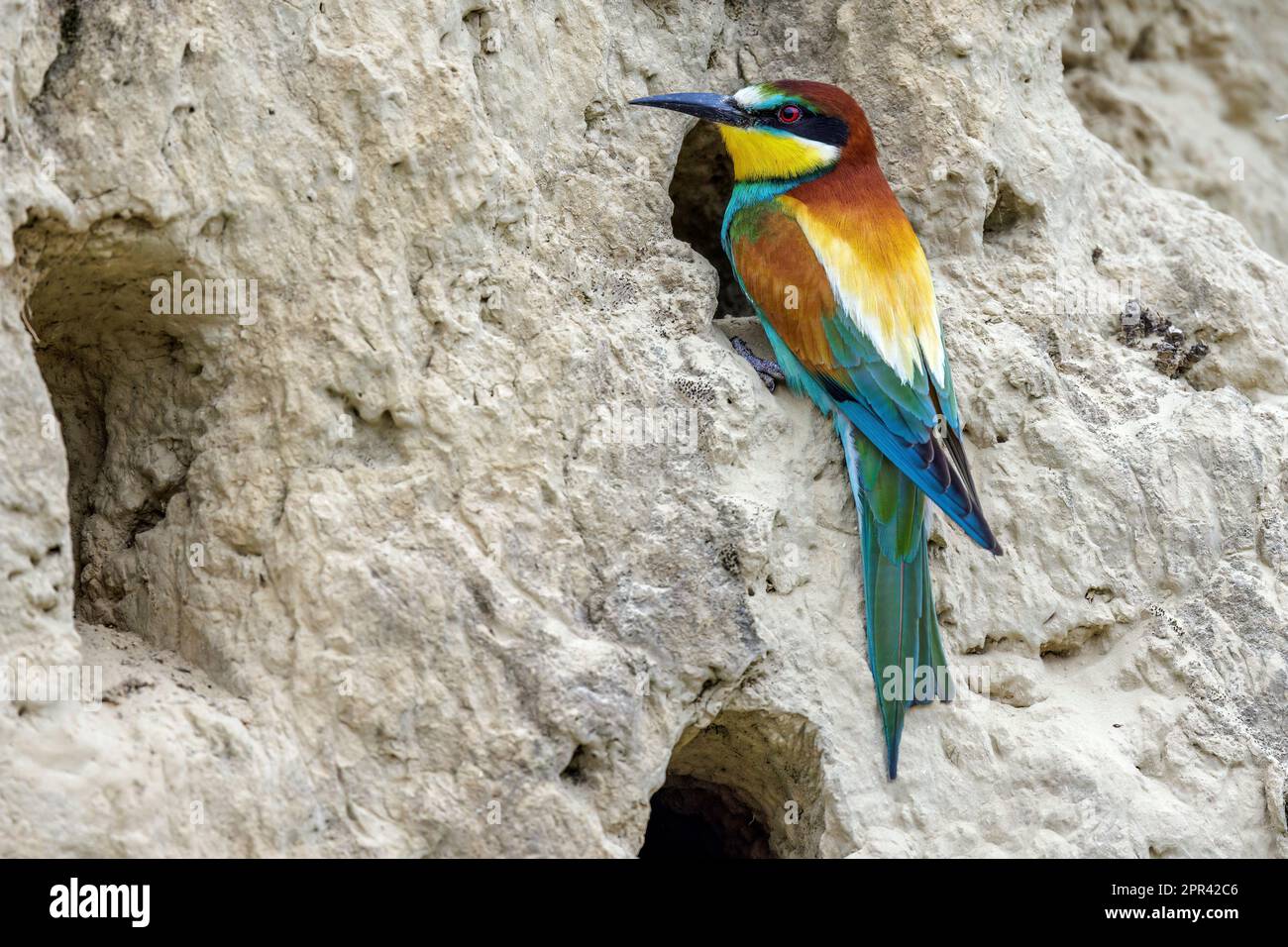 European bee eater (Merops apiaster), at the breeding cave on a slope ...